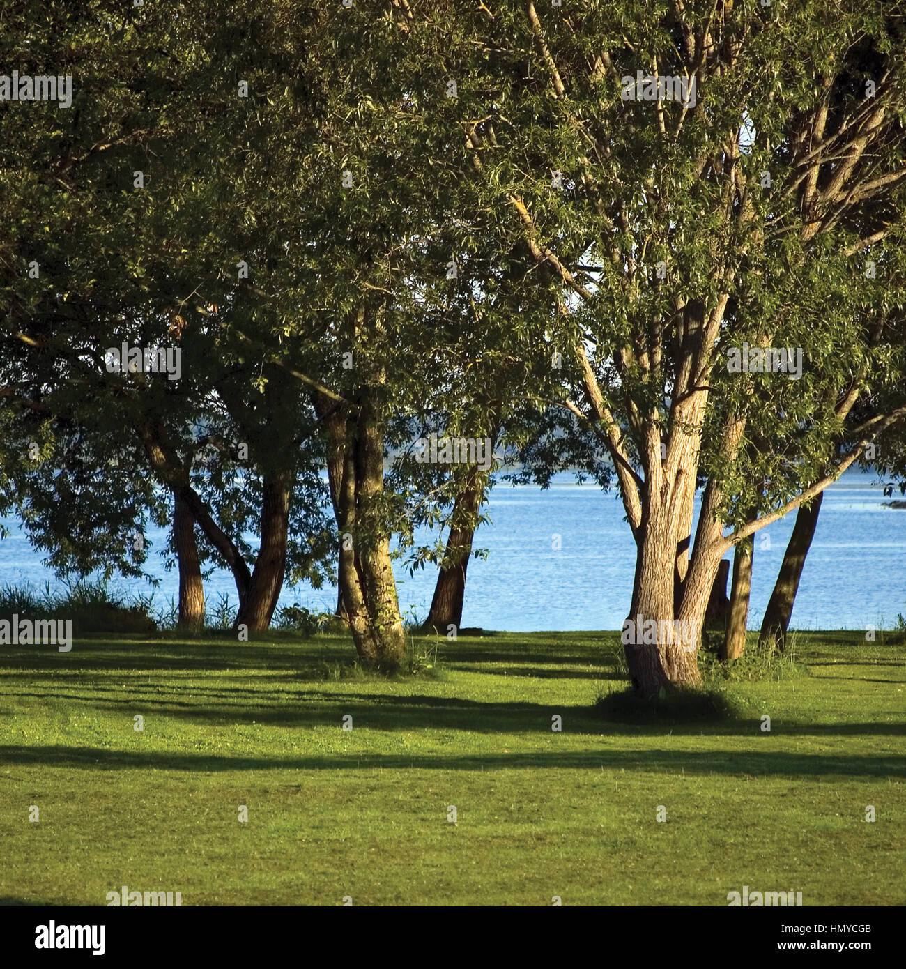 Early Summer Morning Dawn Sunrise, Trees Near River Bank Bright ...