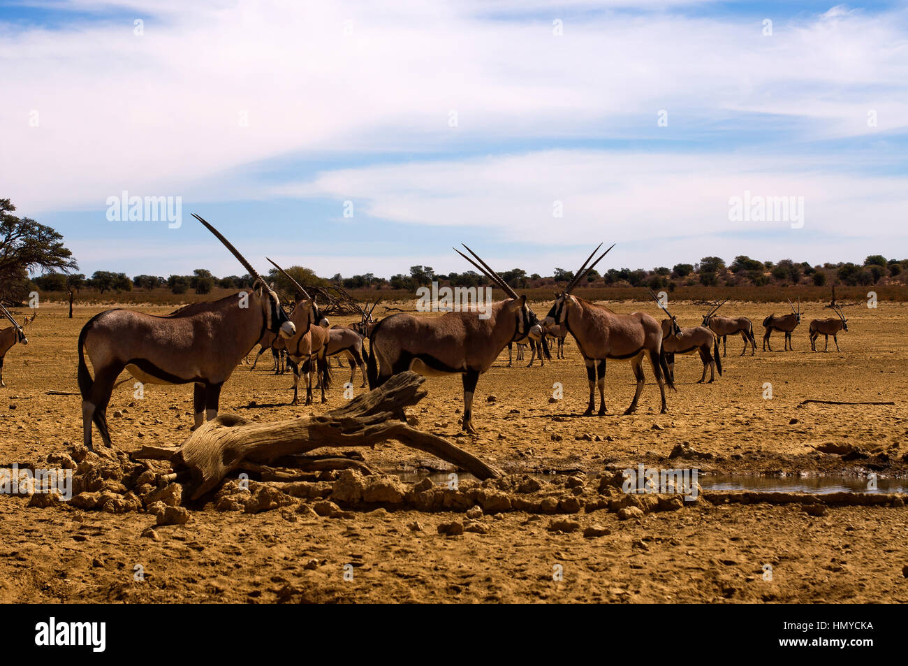 Kgalagadi gemsbok park hi-res stock photography and images - Alamy