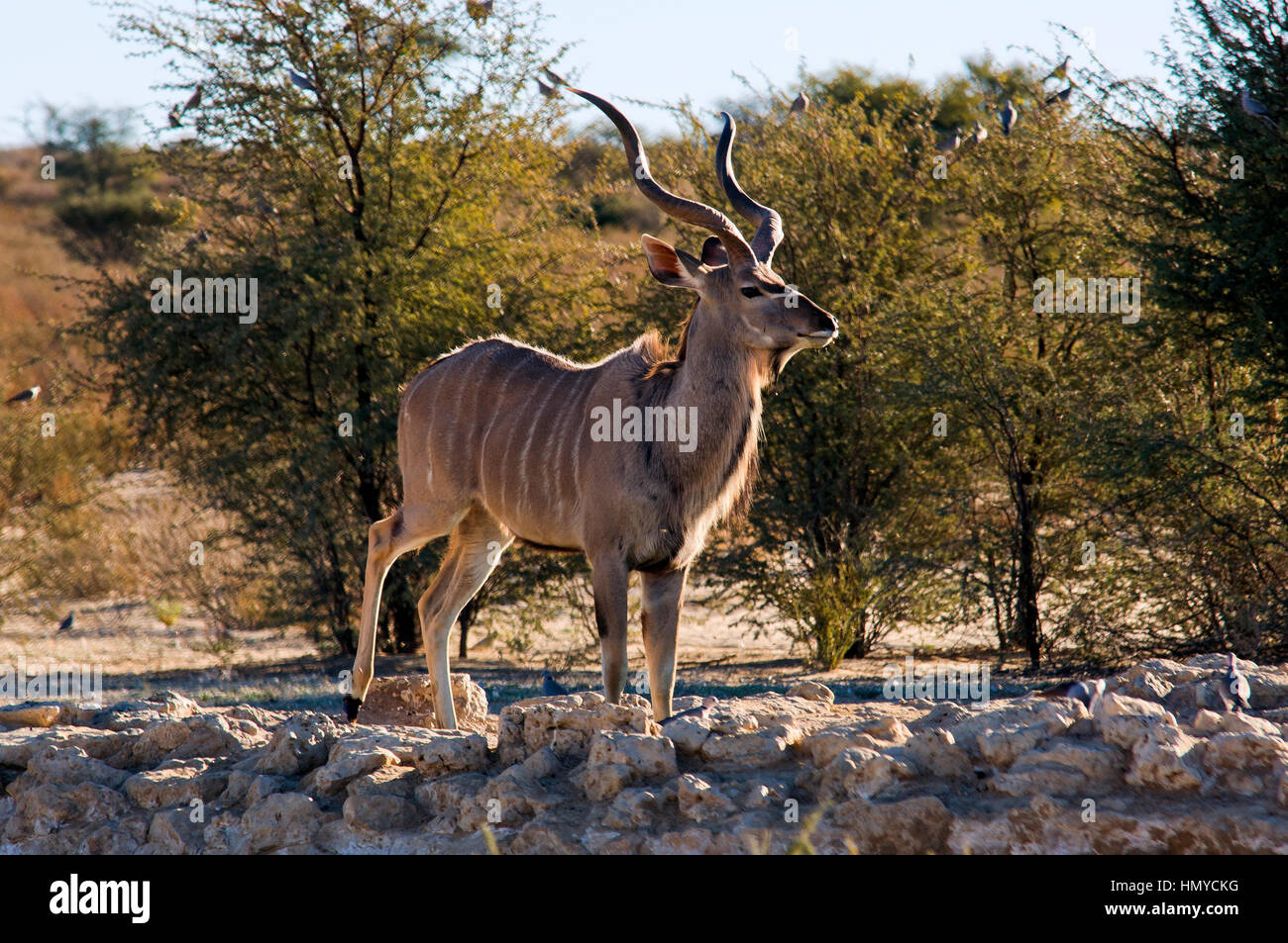 Kudu anthelope on the watch at Cubitje Quap waterhole, Kgalagadi ...