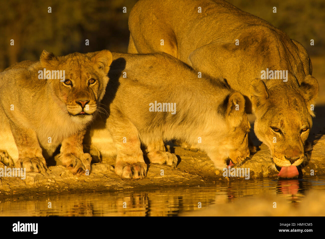 Lioness (Panthera leo) with cubs drinking at Cubitje Quap waterhole ...