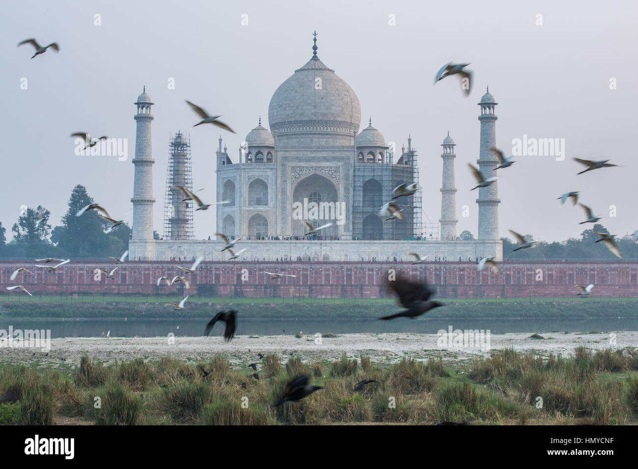 Bird flight in front of the Taj Mahal Stock Photo - Alamy