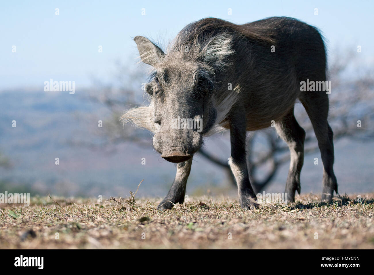 Warthog tusk hi-res stock photography and images - Alamy