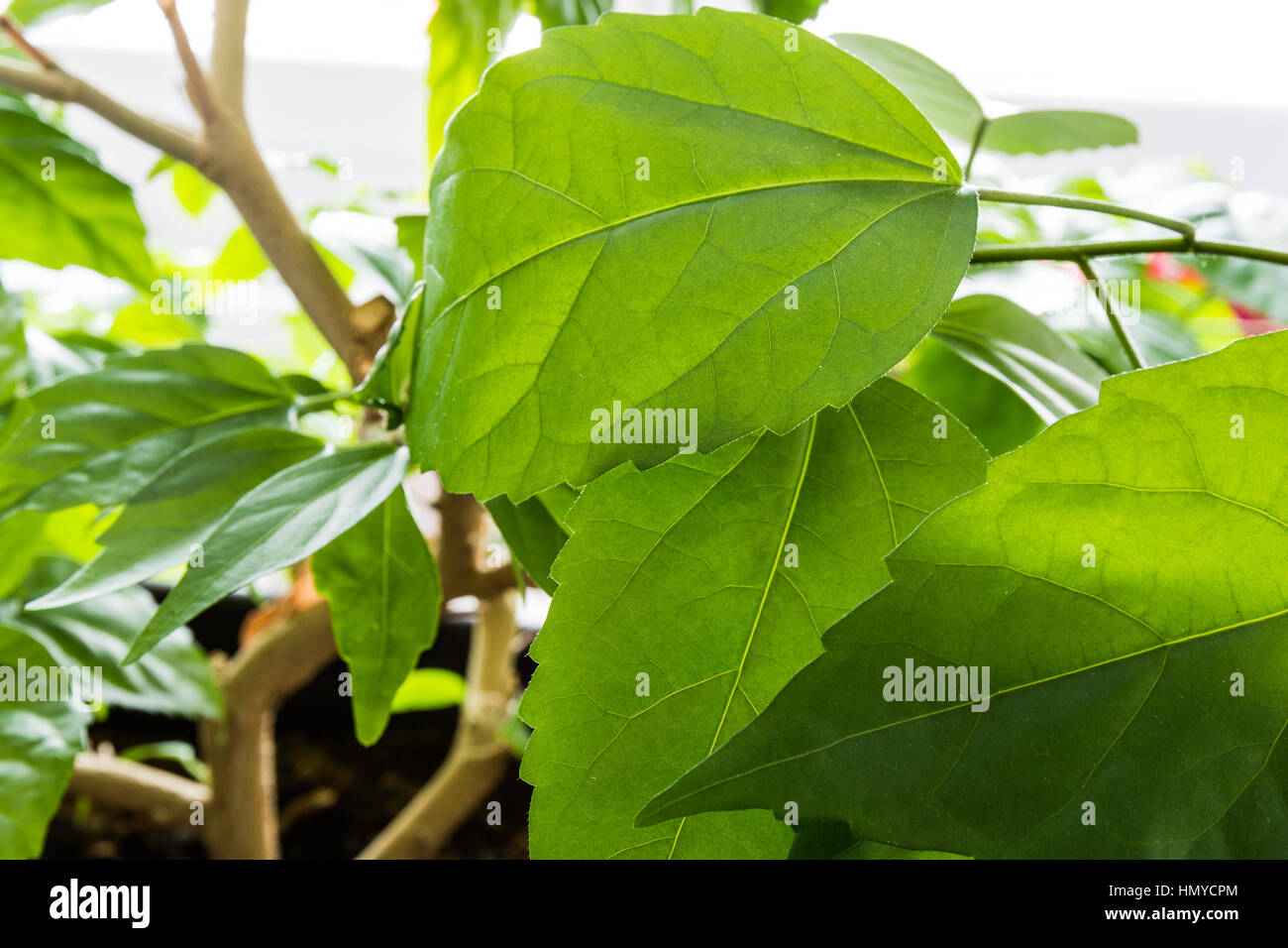 Green leaf hibiscus in detail near the window Stock Photo - Alamy