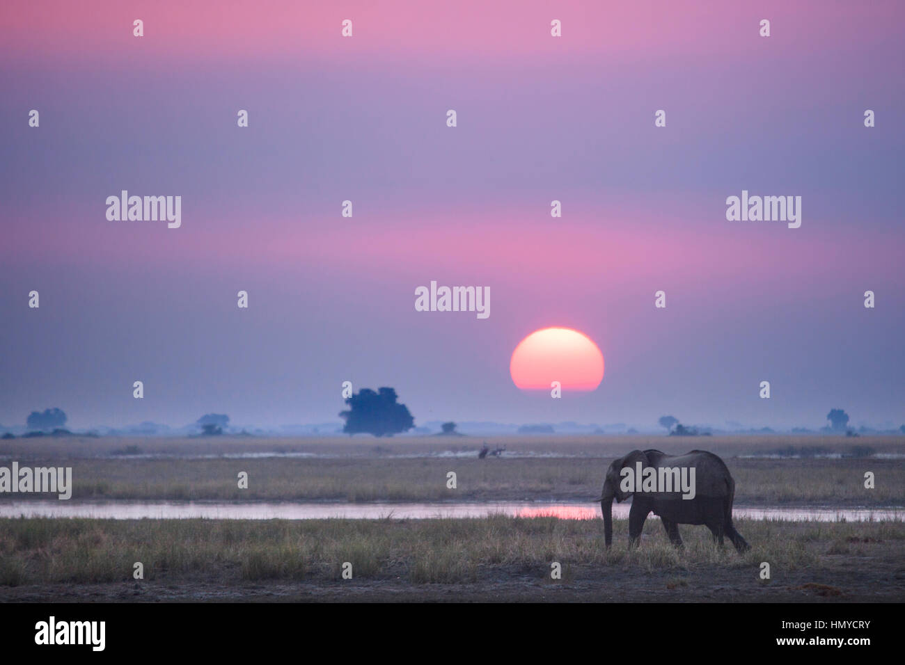 Elephant pink hi-res stock photography and images - Alamy
