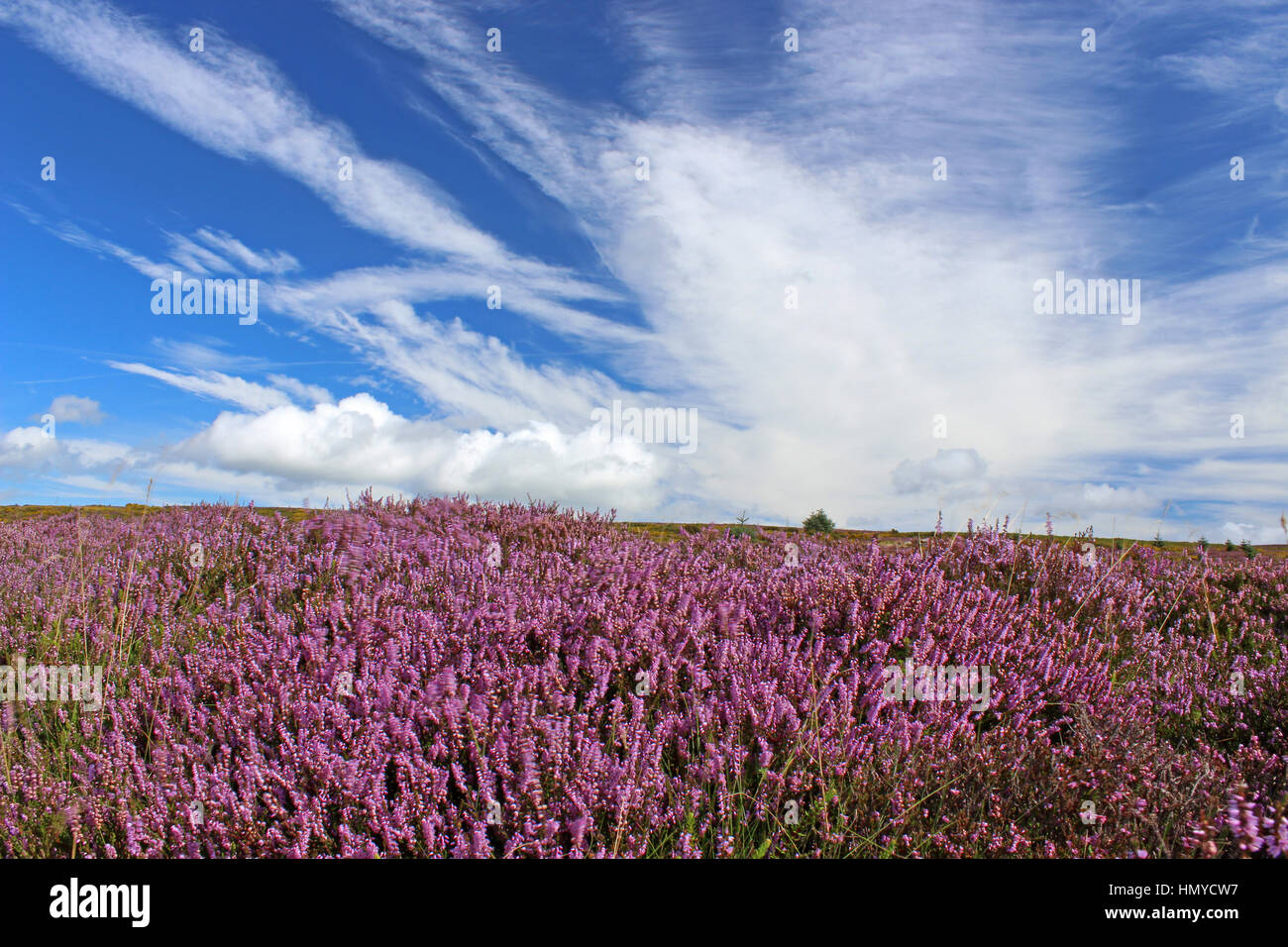 Heather on Minera Mountain Stock Photo - Alamy