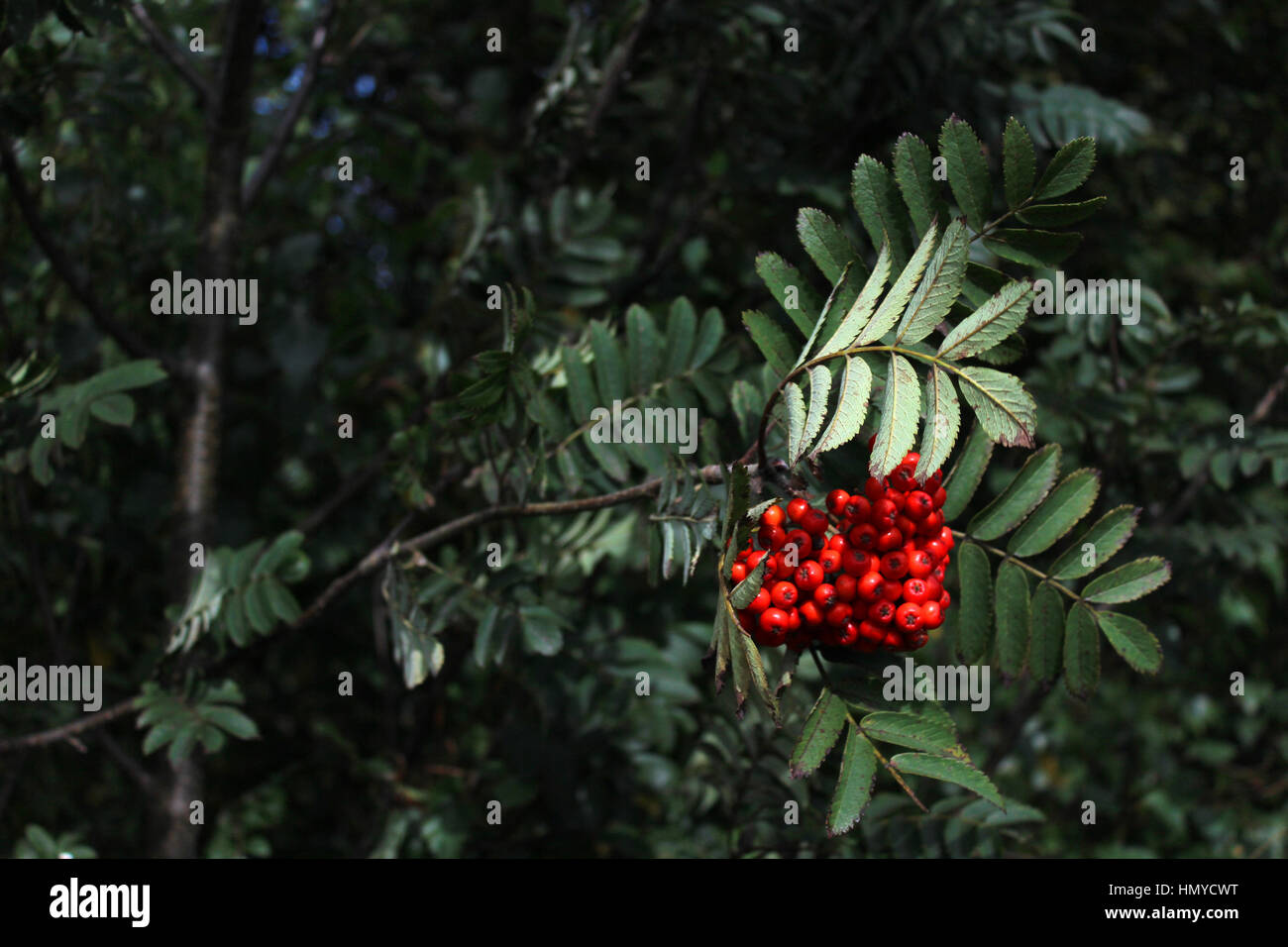 Rowan Tree Berries in late summer Stock Photo - Alamy