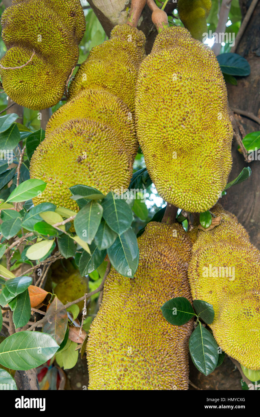 a Jackfruit plantation in the hills of Mae Tha near the city of Lampang ...