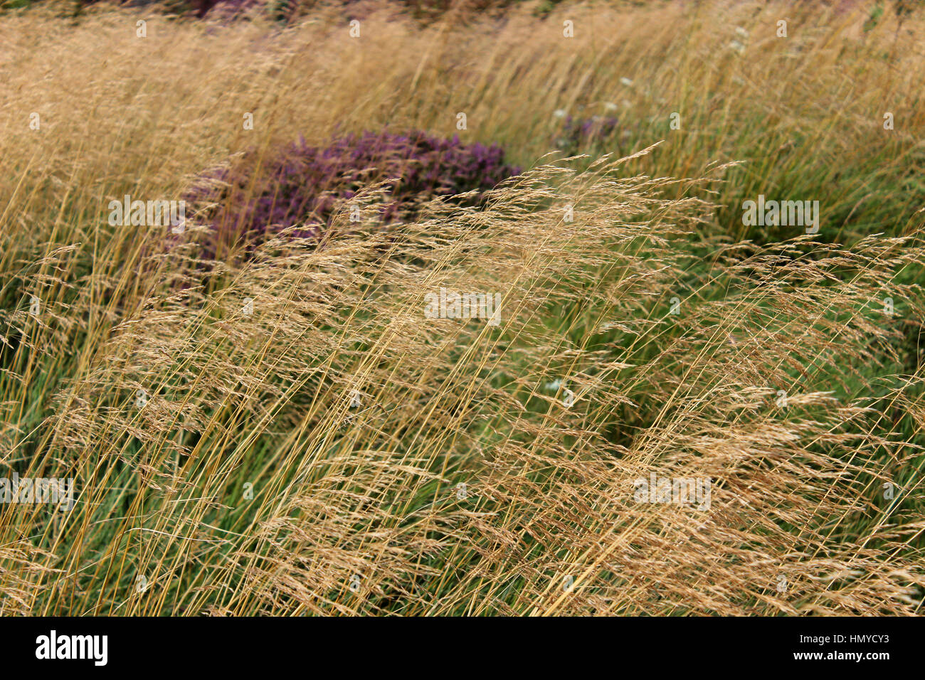Tall grass heather worlds end hi-res stock photography and images - Alamy