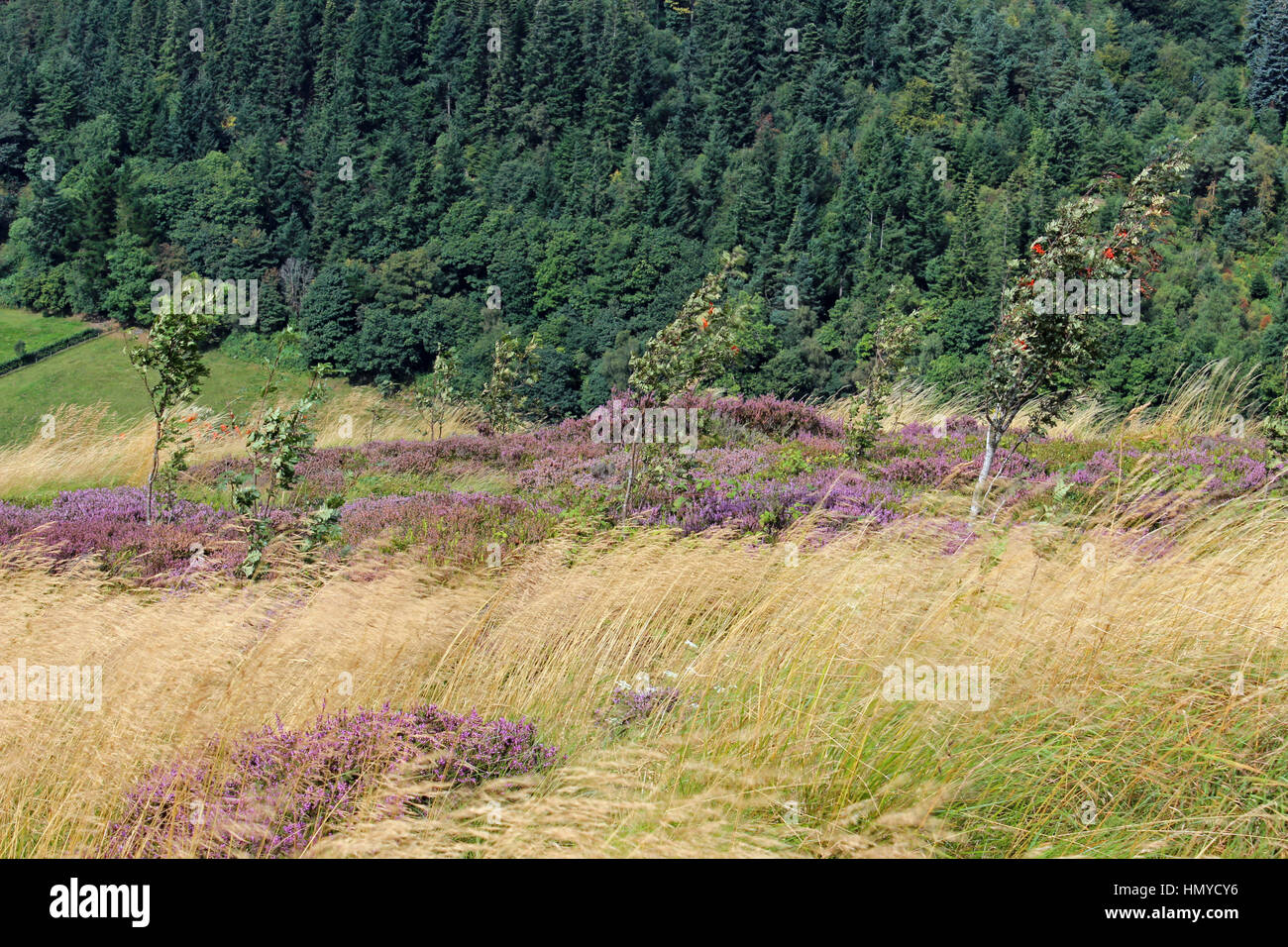Tall grass heather worlds end hi-res stock photography and images - Alamy
