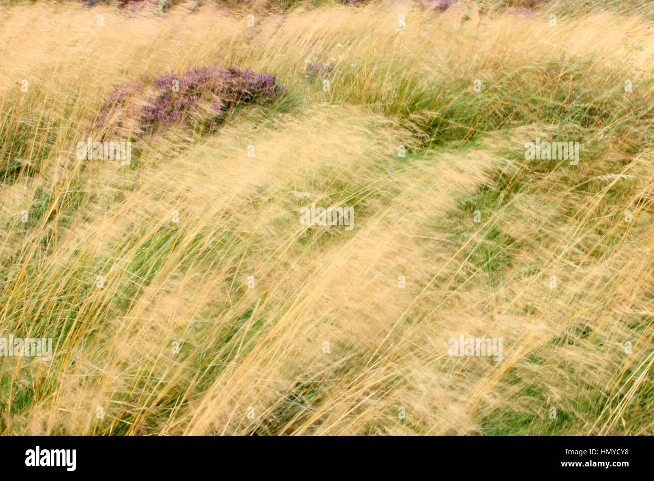 Heather and grass hi-res stock photography and images - Alamy