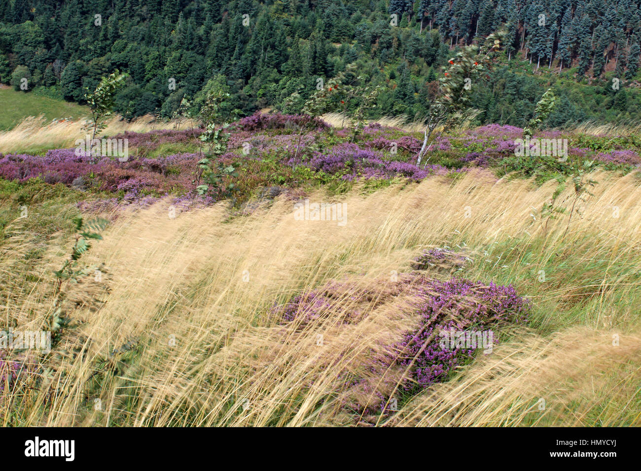 Tall grass heather worlds end hi-res stock photography and images - Alamy