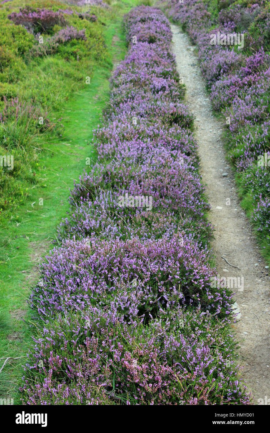 Minera Mountain Worlds End Heather Path Stock Photo - Alamy