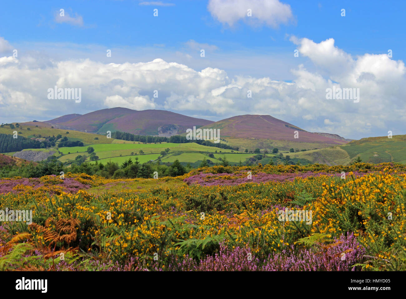Heather on Minera Mountain Worlds End Stock Photo - Alamy