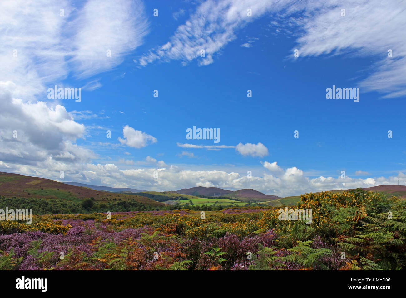 Heather on Minera Mountain Worlds End Stock Photo - Alamy
