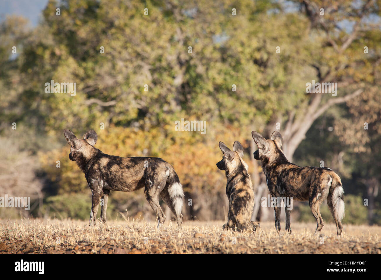 African Wild Dog hunting Stock Photo - Alamy
