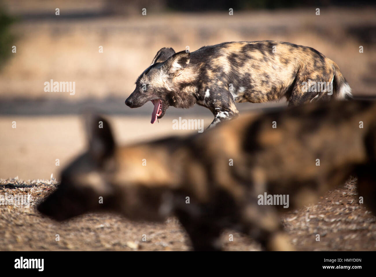 African Wild Dog hunting Stock Photo - Alamy