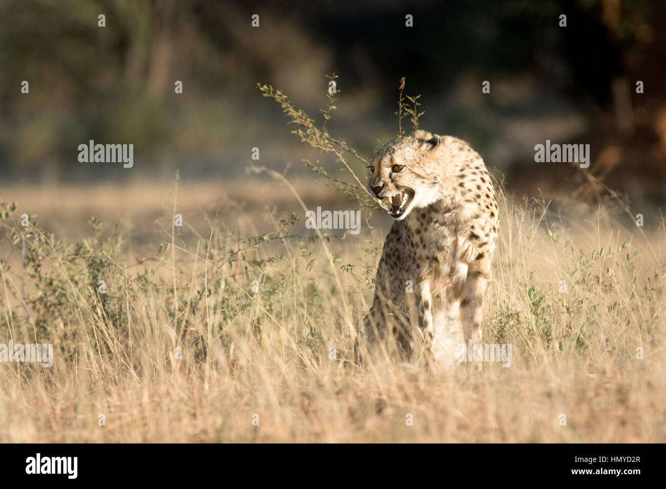 Cheetah teeth hi-res stock photography and images - Alamy