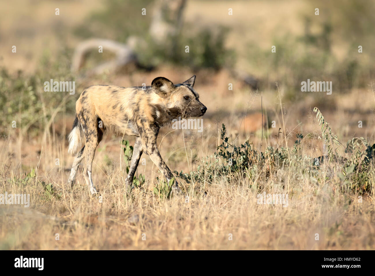 African hunting safari hi-res stock photography and images - Alamy