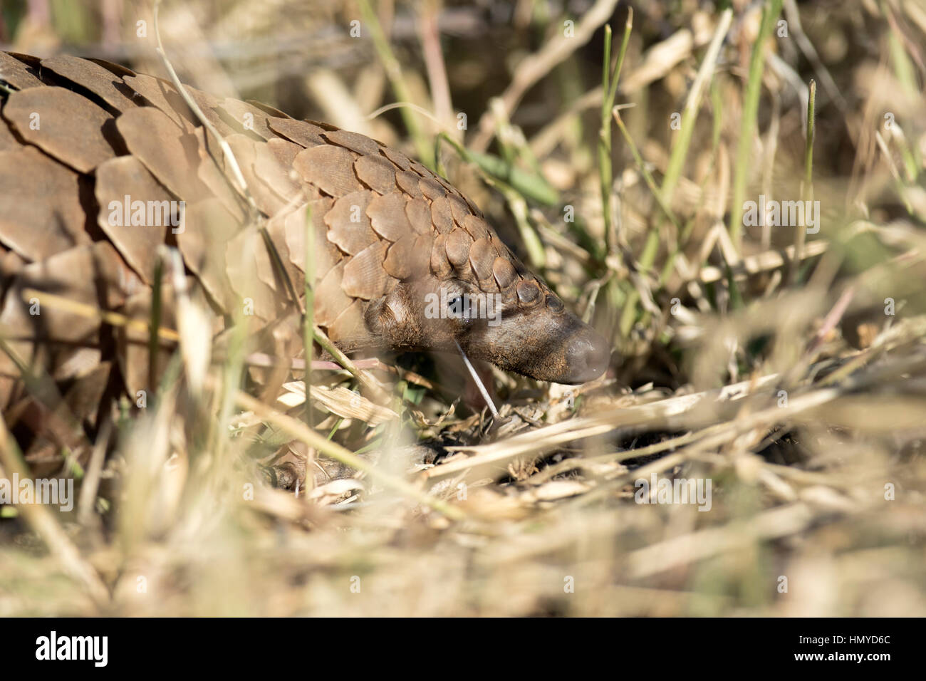 Pangolin scale hi-res stock photography and images - Alamy
