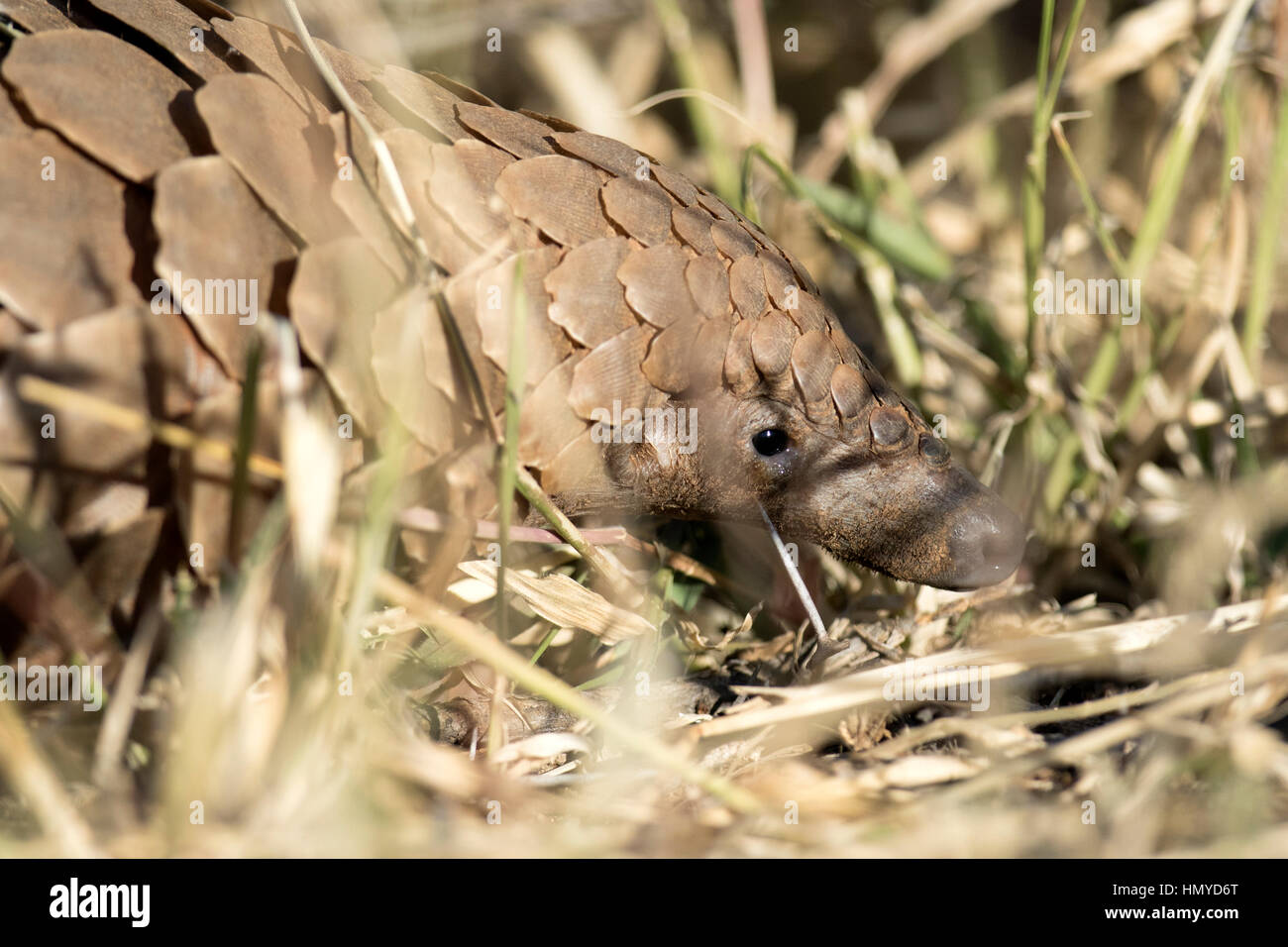 Pangolin walking in grass Stock Photo - Alamy