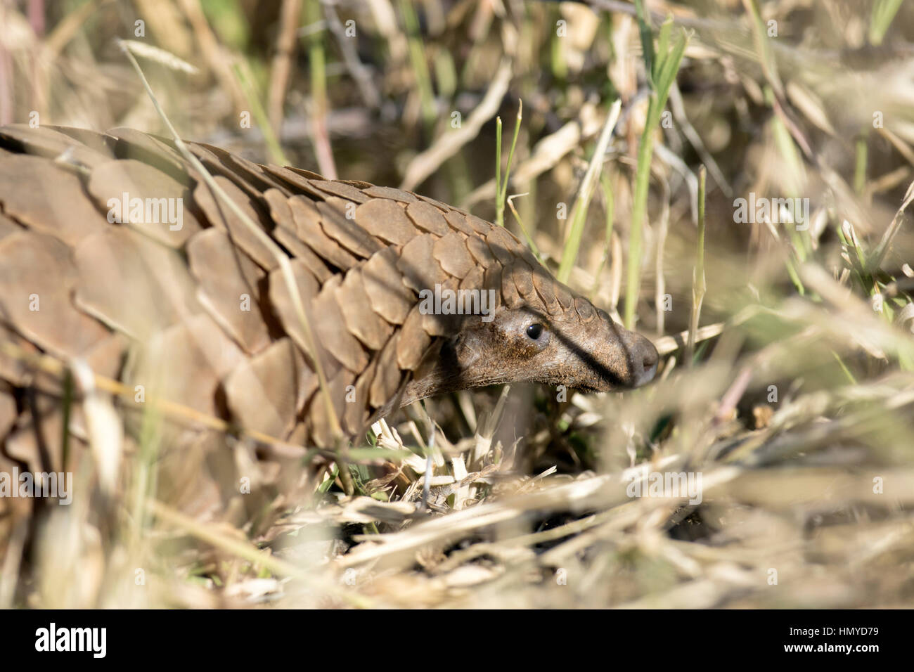 Pangolin walking in grass hi-res stock photography and images - Alamy