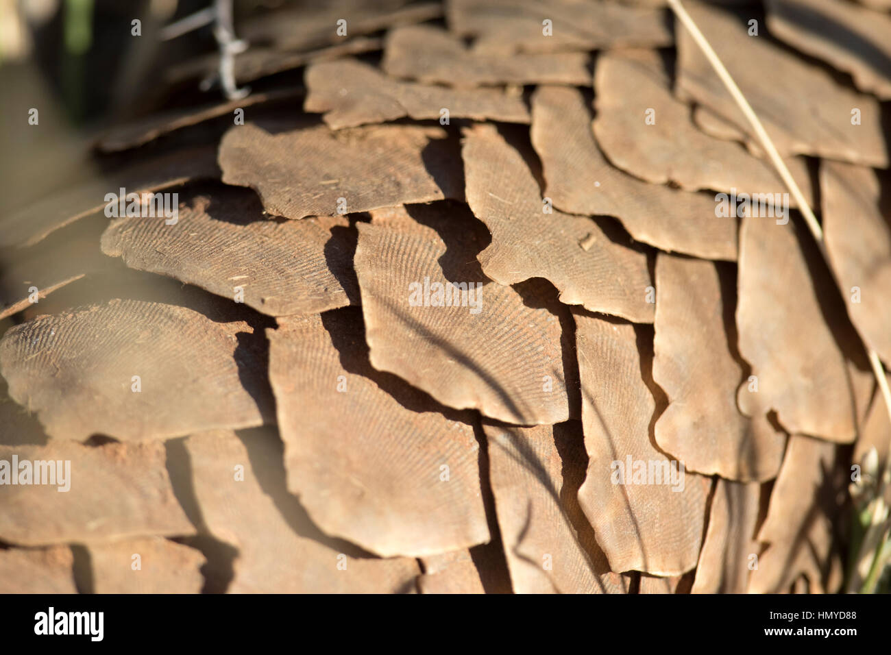 Pangolin walking in grass hi-res stock photography and images - Alamy