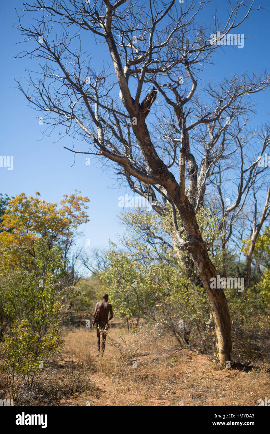San Bushman hunting Stock Photo - Alamy