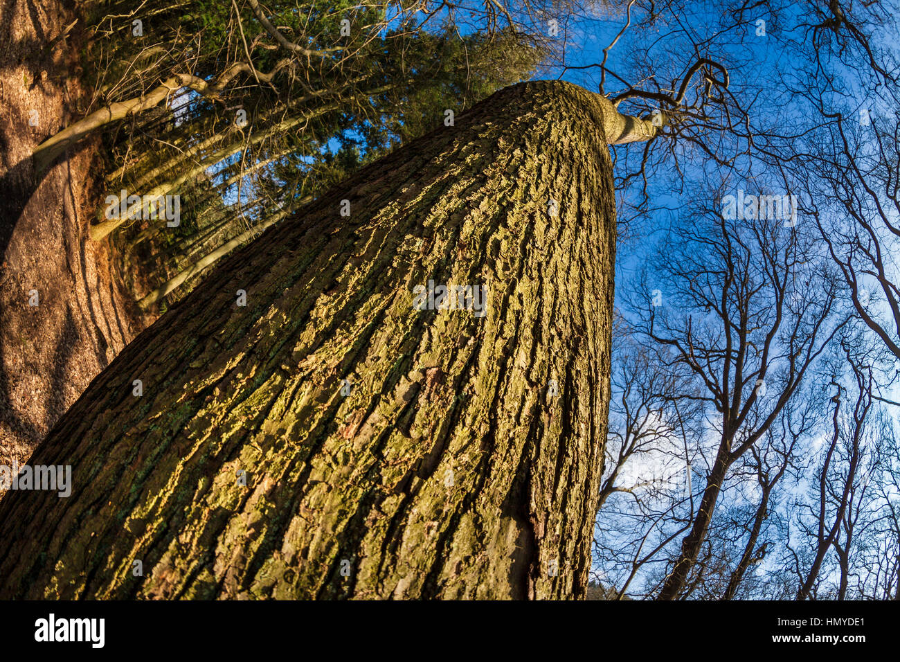 A large tree reaching up to the sky Stock Photo - Alamy