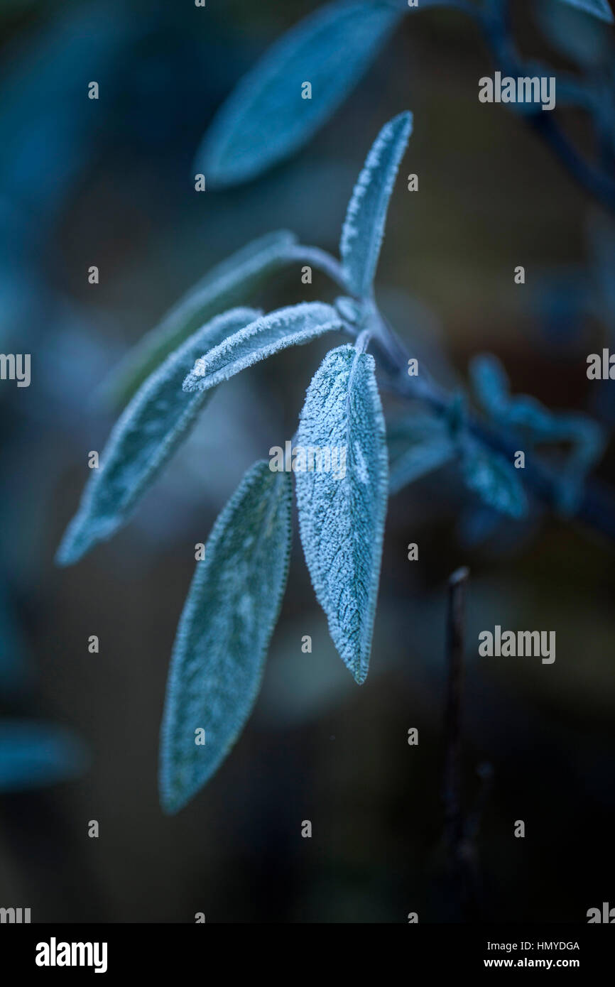 Freeze freezing frost hi-res stock photography and images - Alamy