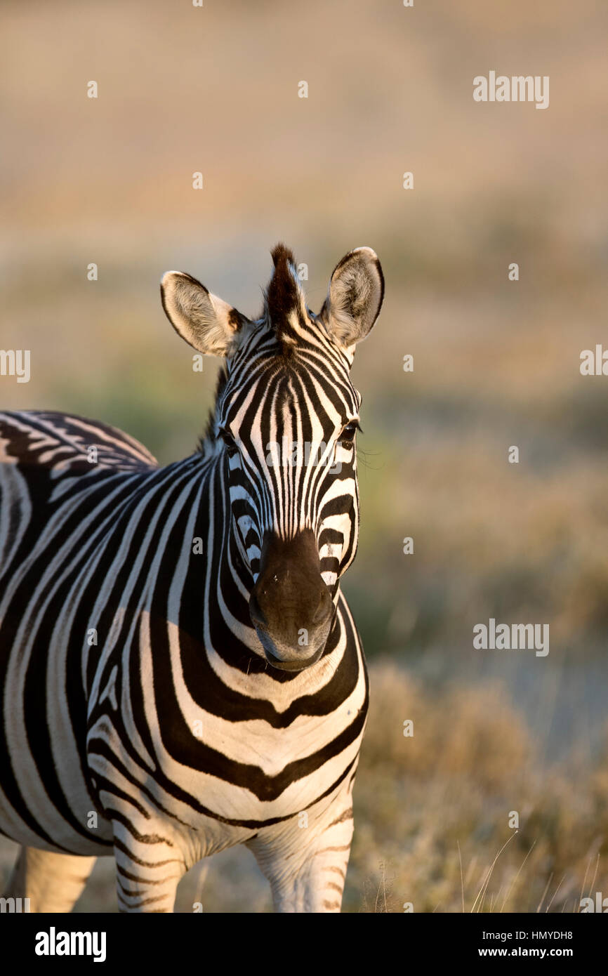 Portrait of a zebra Stock Photo - Alamy