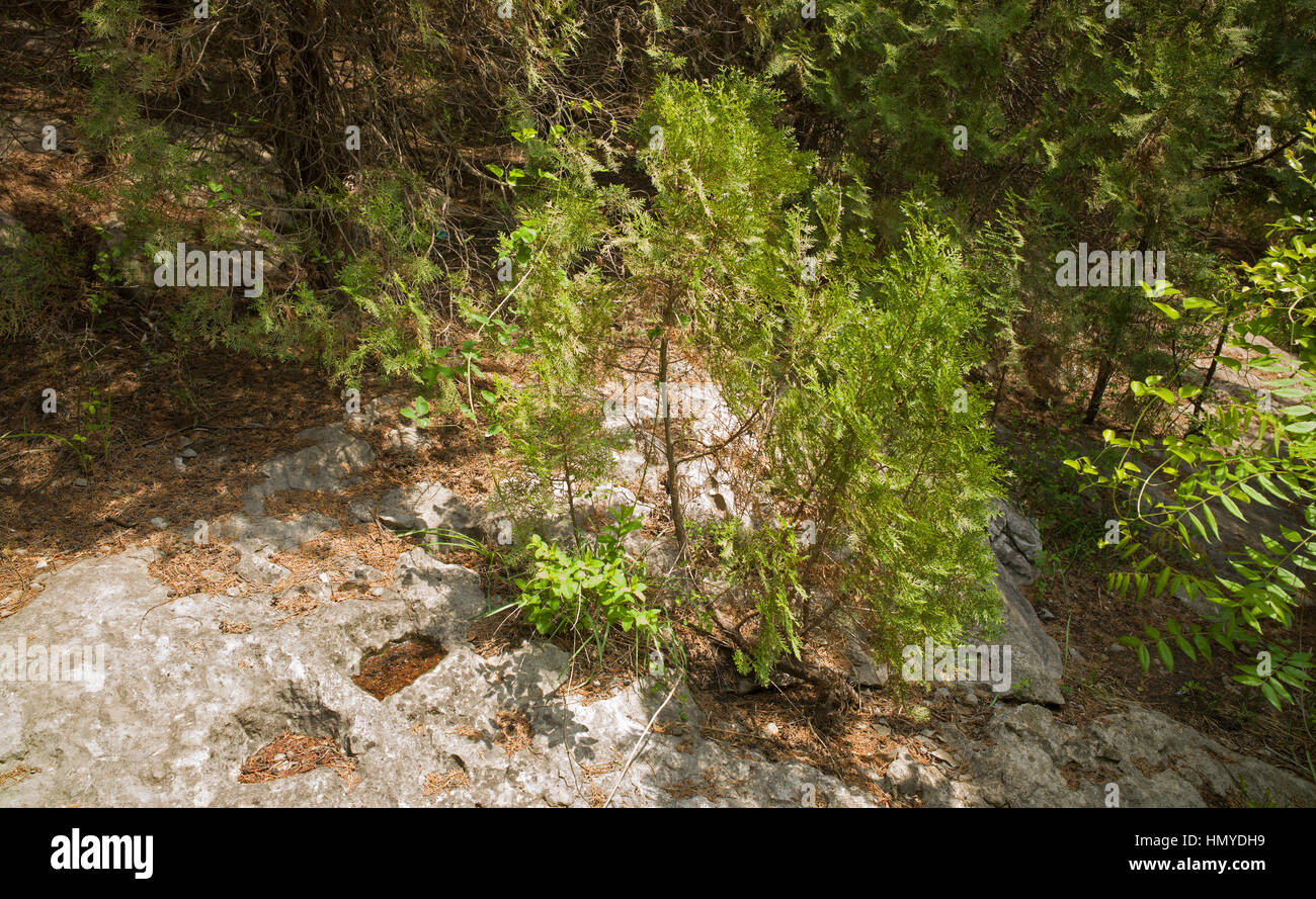 Trees and bushes growing on exposed limestone, Tangshan, Nanjing ...