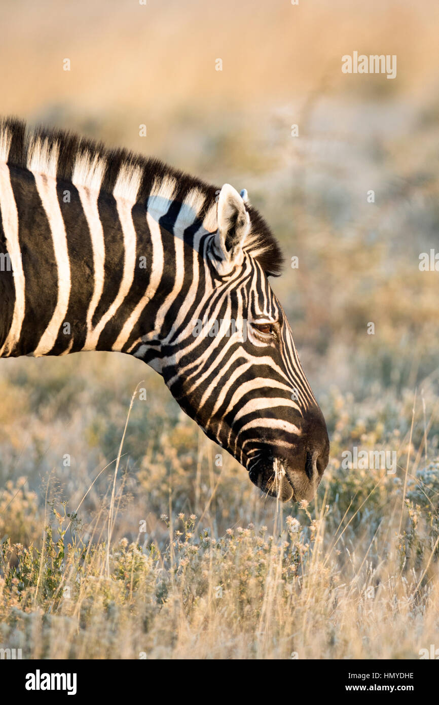 Portrait of a zebra Stock Photo - Alamy