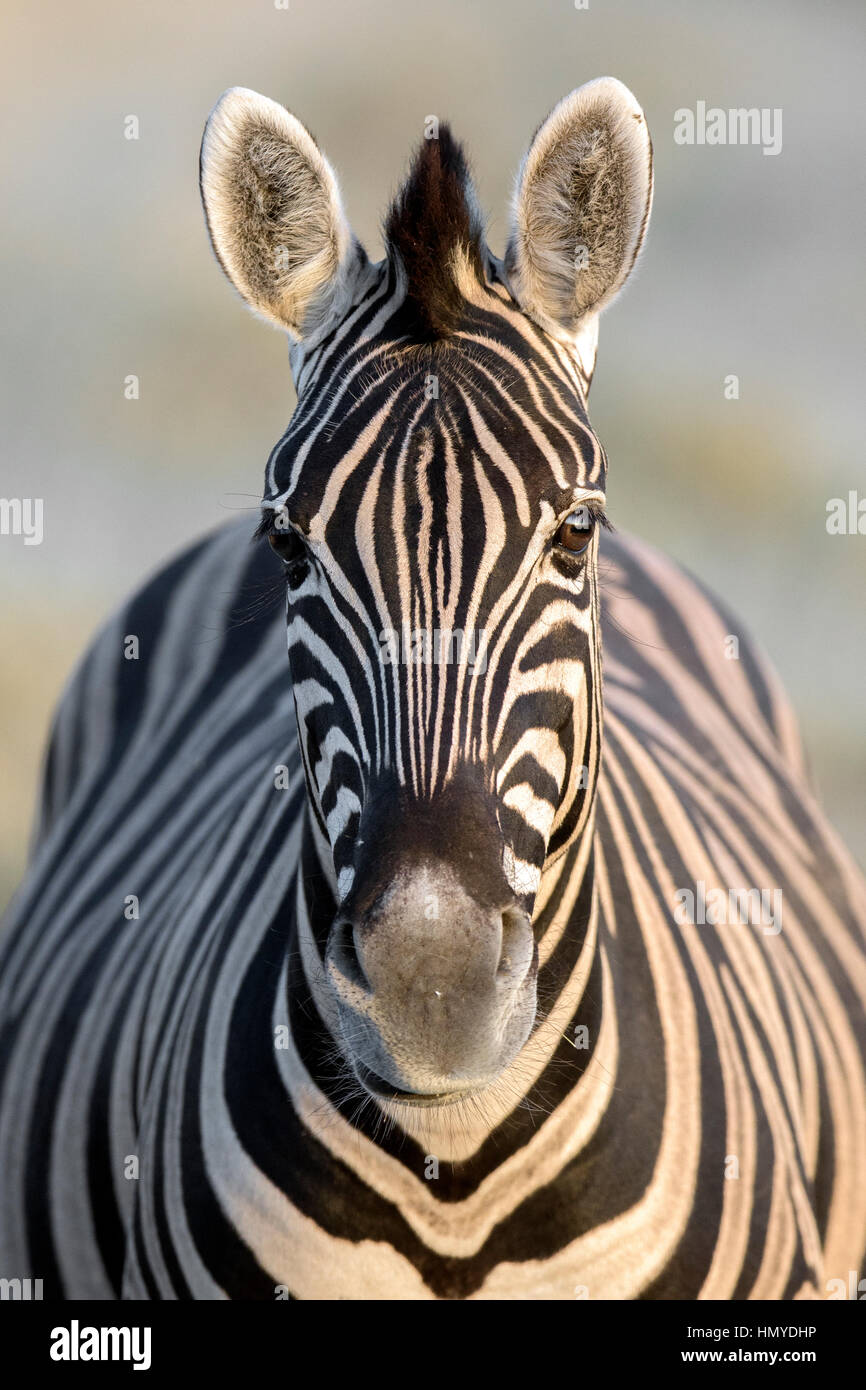 Portrait of a zebra Stock Photo - Alamy