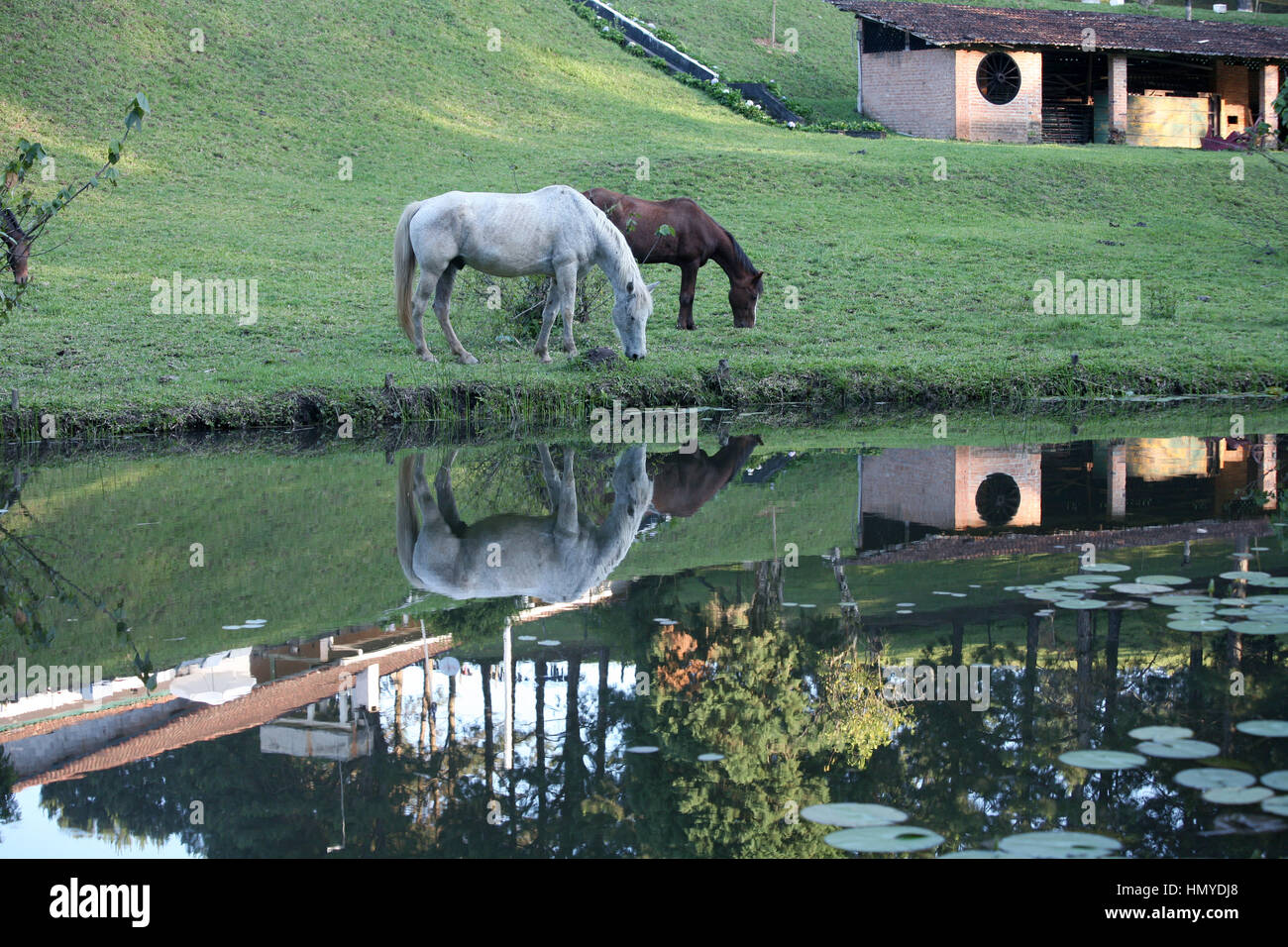 nature from atlantic forest Stock Photo - Alamy