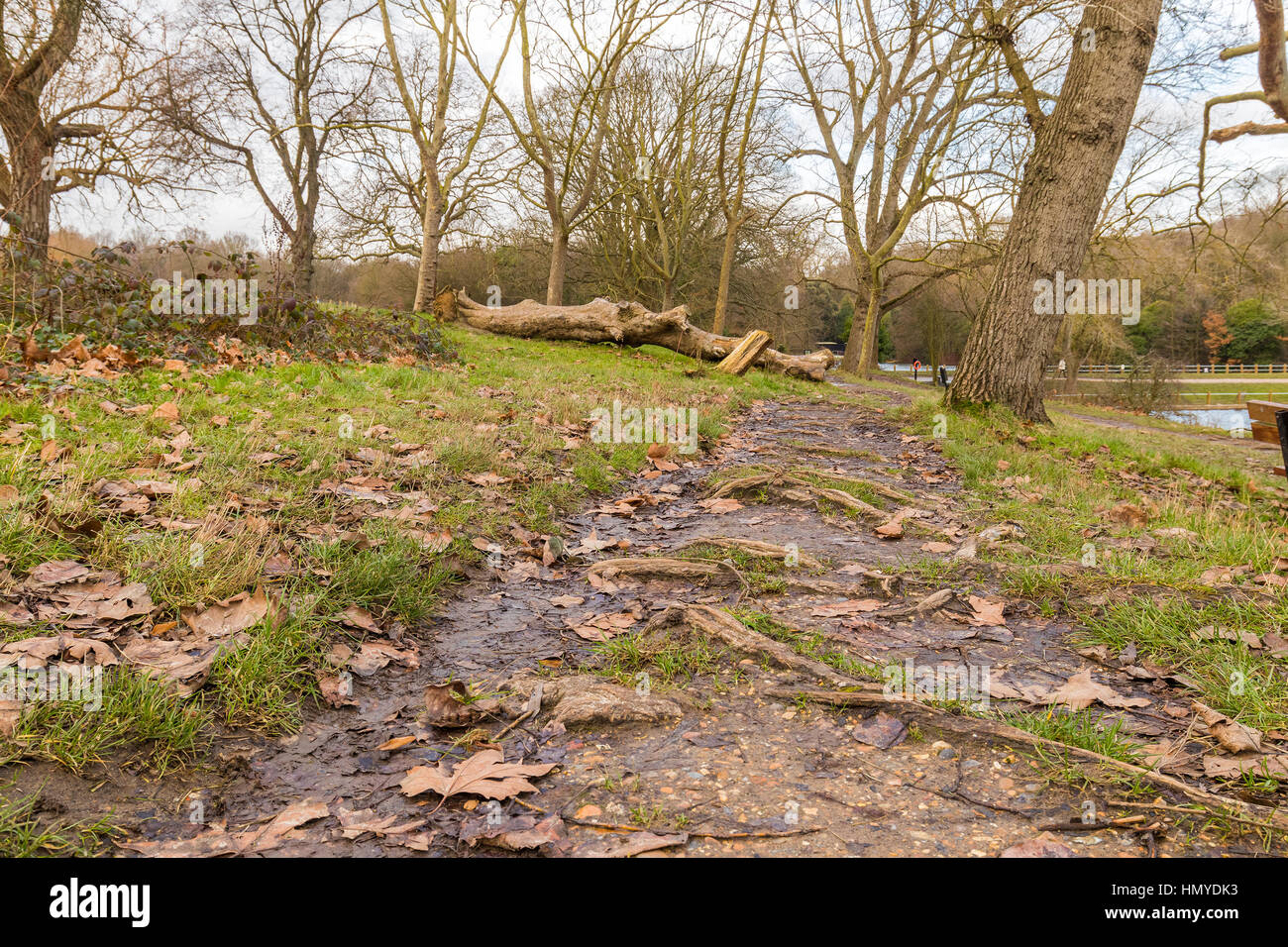 Tree trunk in mud hi-res stock photography and images - Alamy