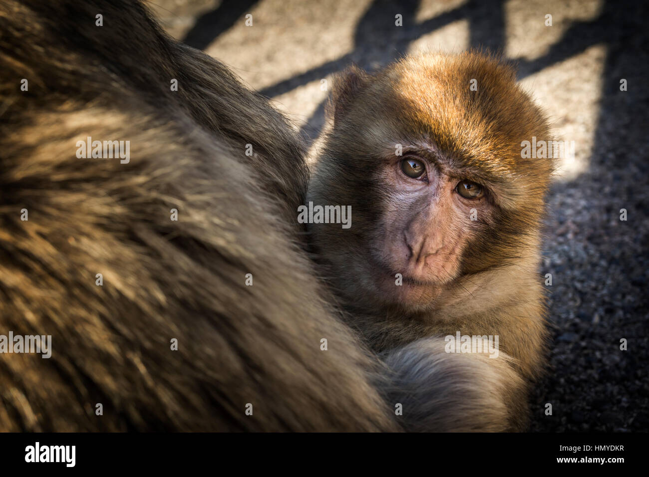 Monkey selfie hi-res stock photography and images - Alamy