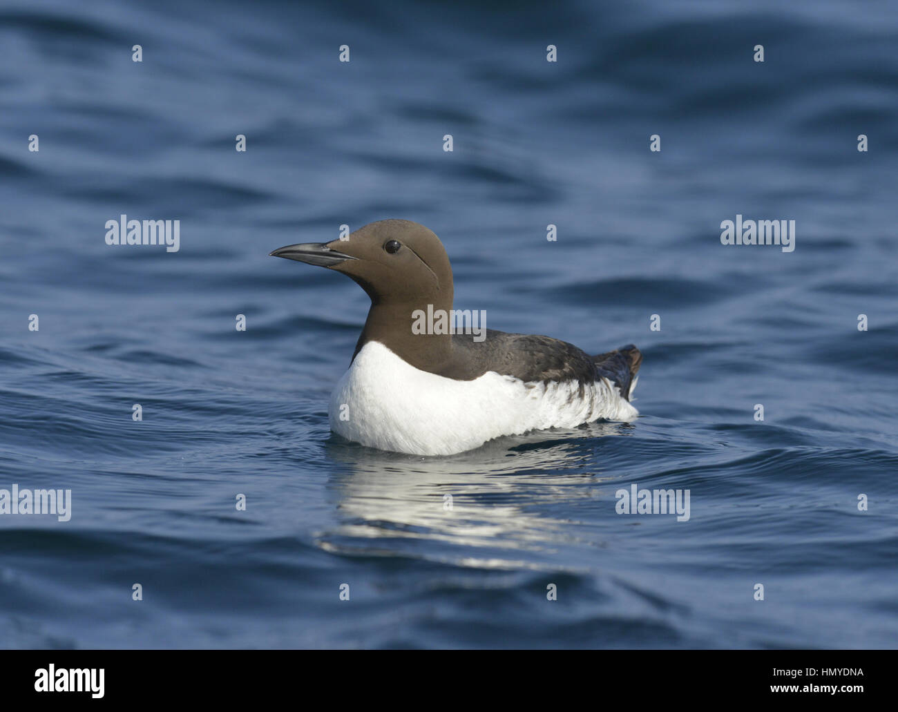 Allge hi-res stock photography and images - Alamy