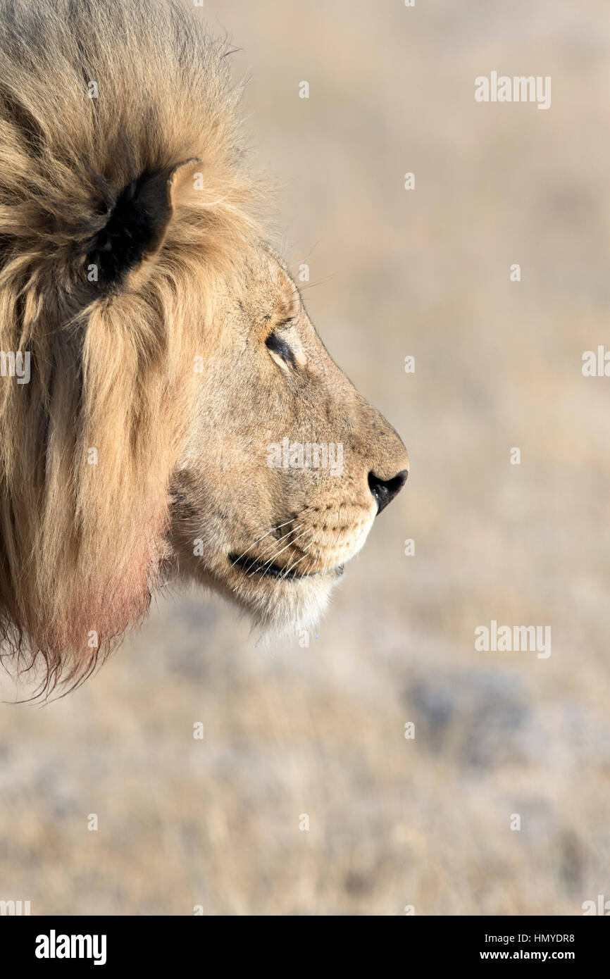 Lion mohawk hi-res stock photography and images - Alamy