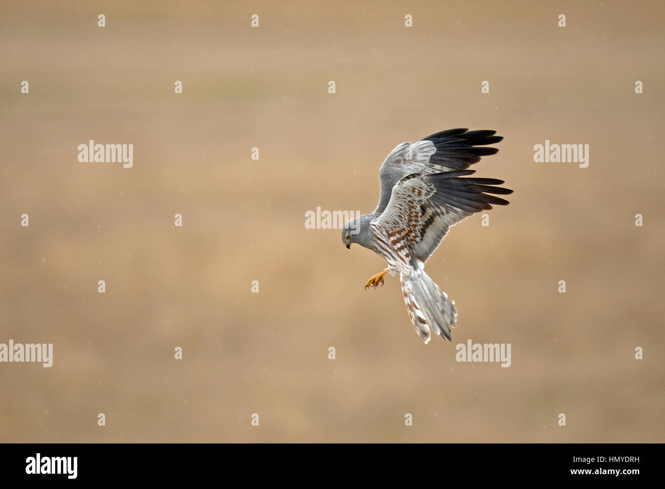 Montagu's Harrier - Circus pygargus - male Stock Photo - Alamy