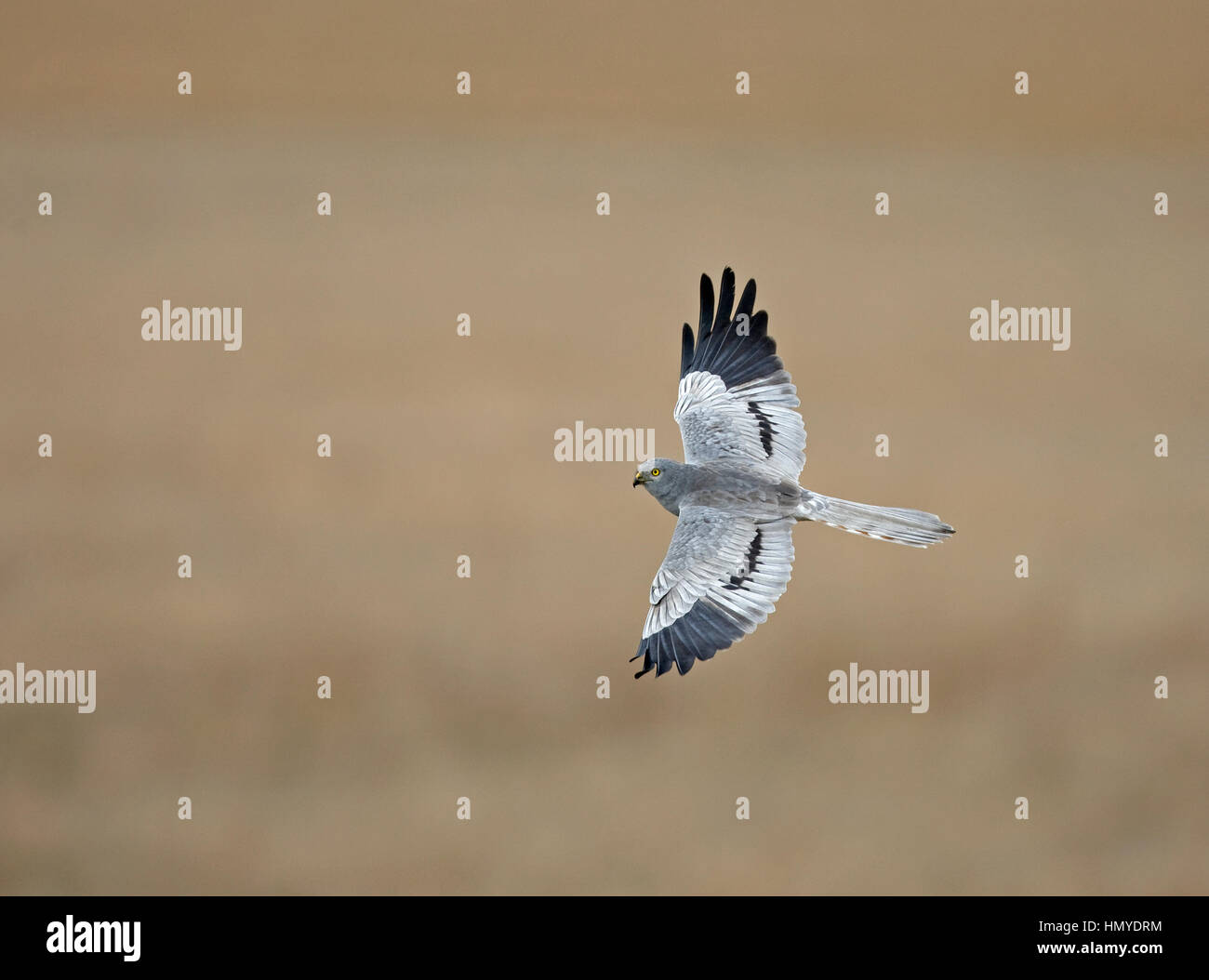 Montagu's Harrier - Circus pygargus - male Stock Photo - Alamy