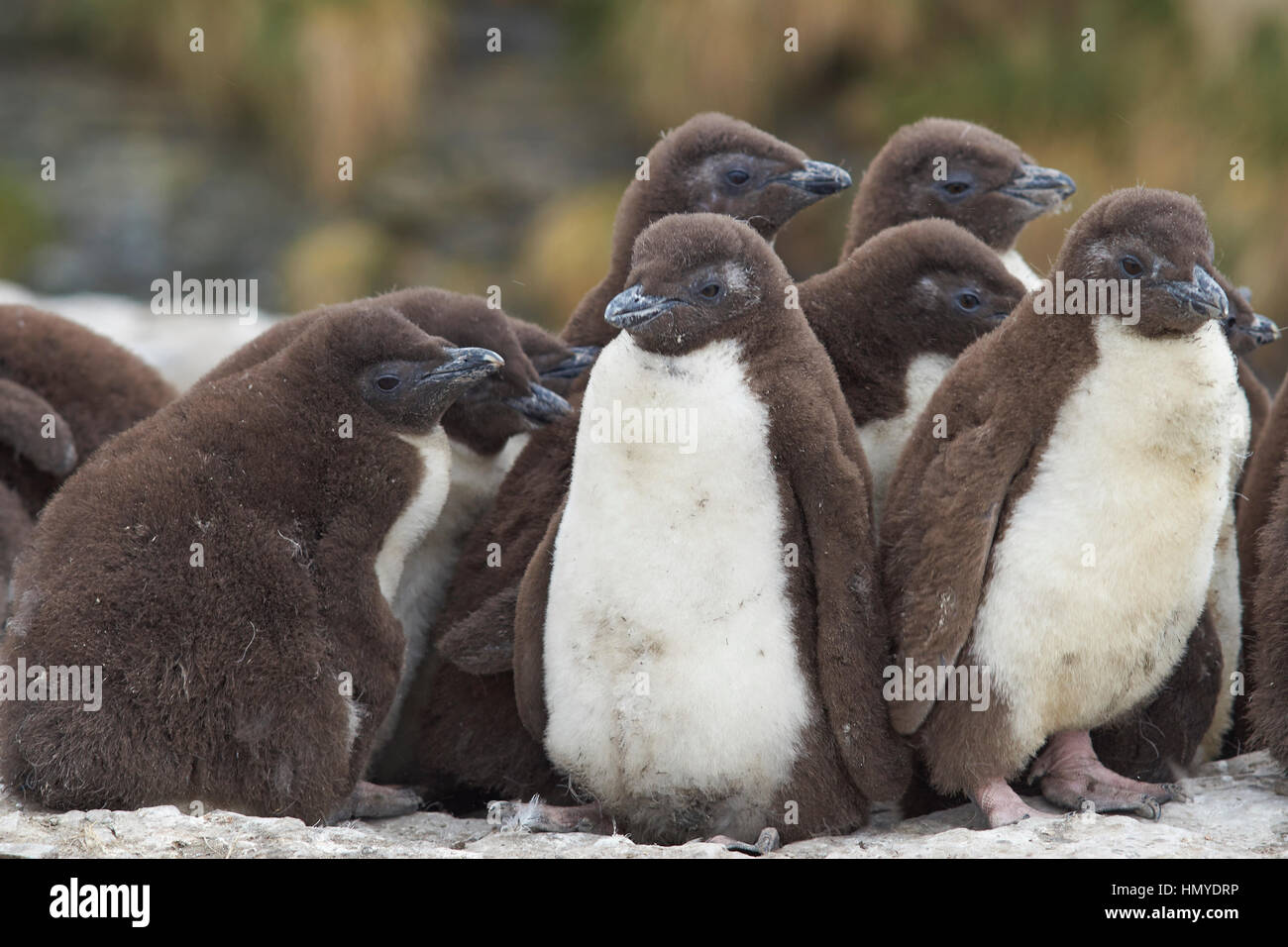 Penguin huddle together hi-res stock photography and images - Alamy