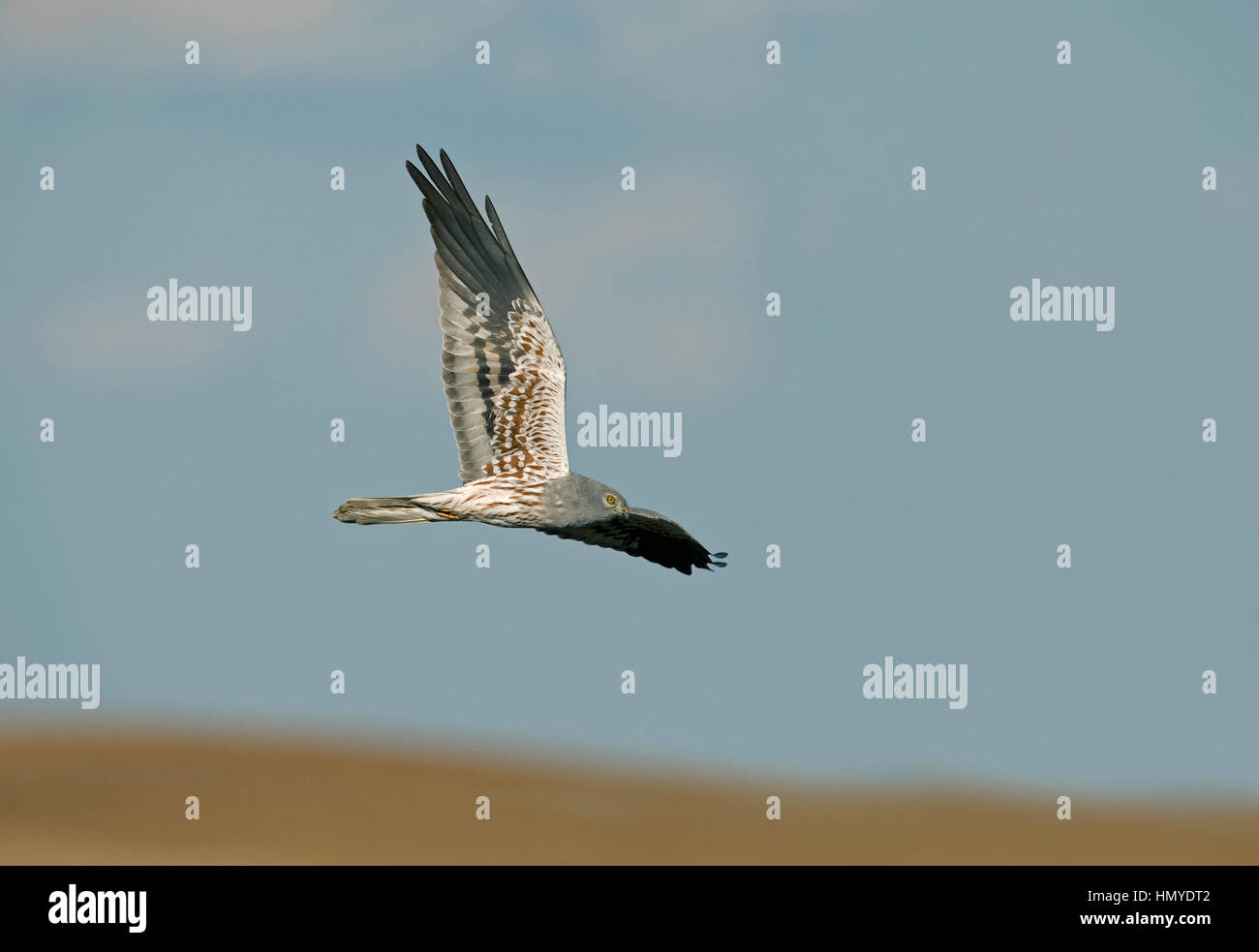 Montagu's Harrier - Circus pygargus - male Stock Photo - Alamy