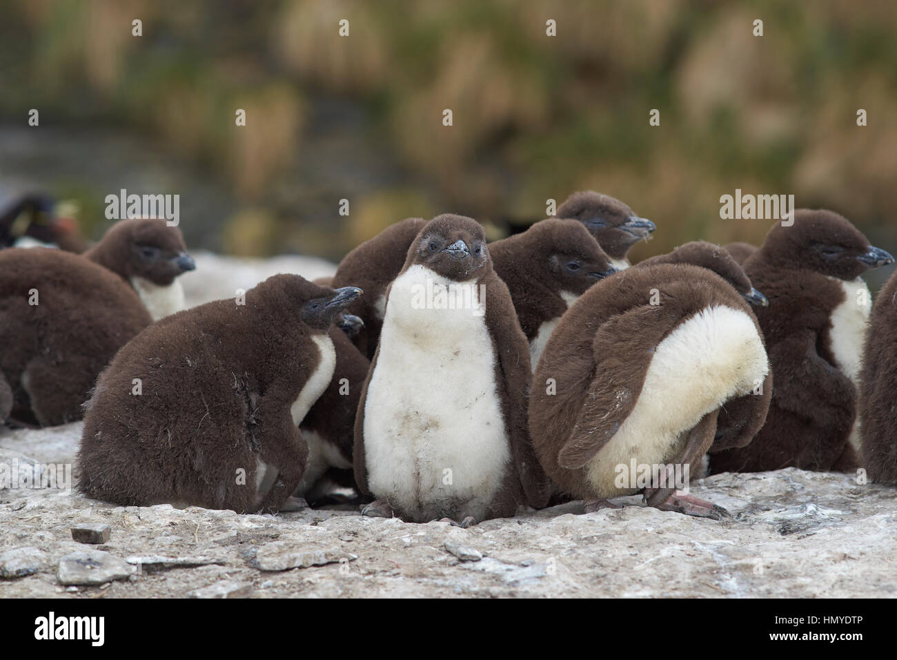 Penguin huddle together hi-res stock photography and images - Alamy