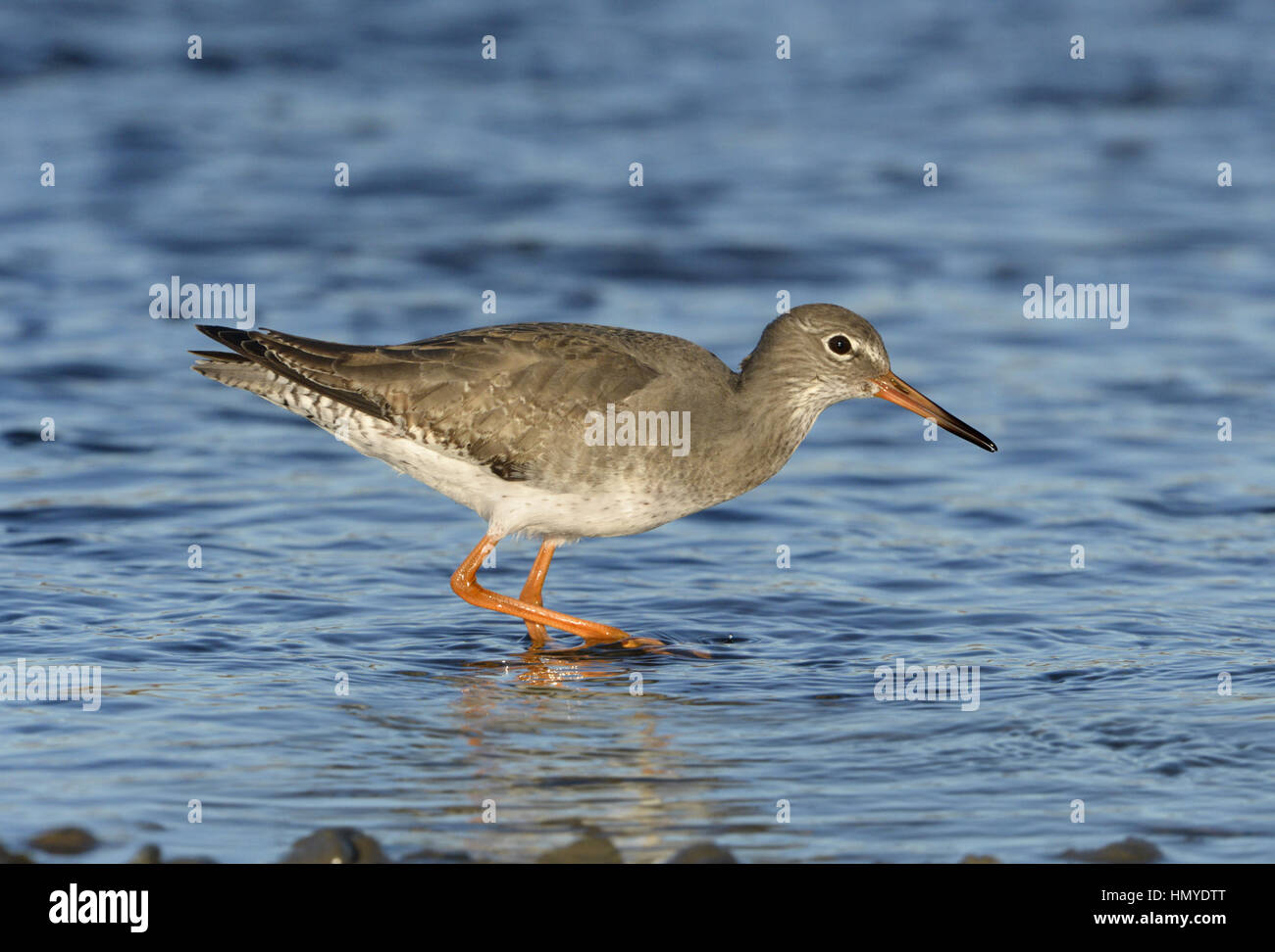 Tringa High Resolution Stock Photography and Images - Alamy