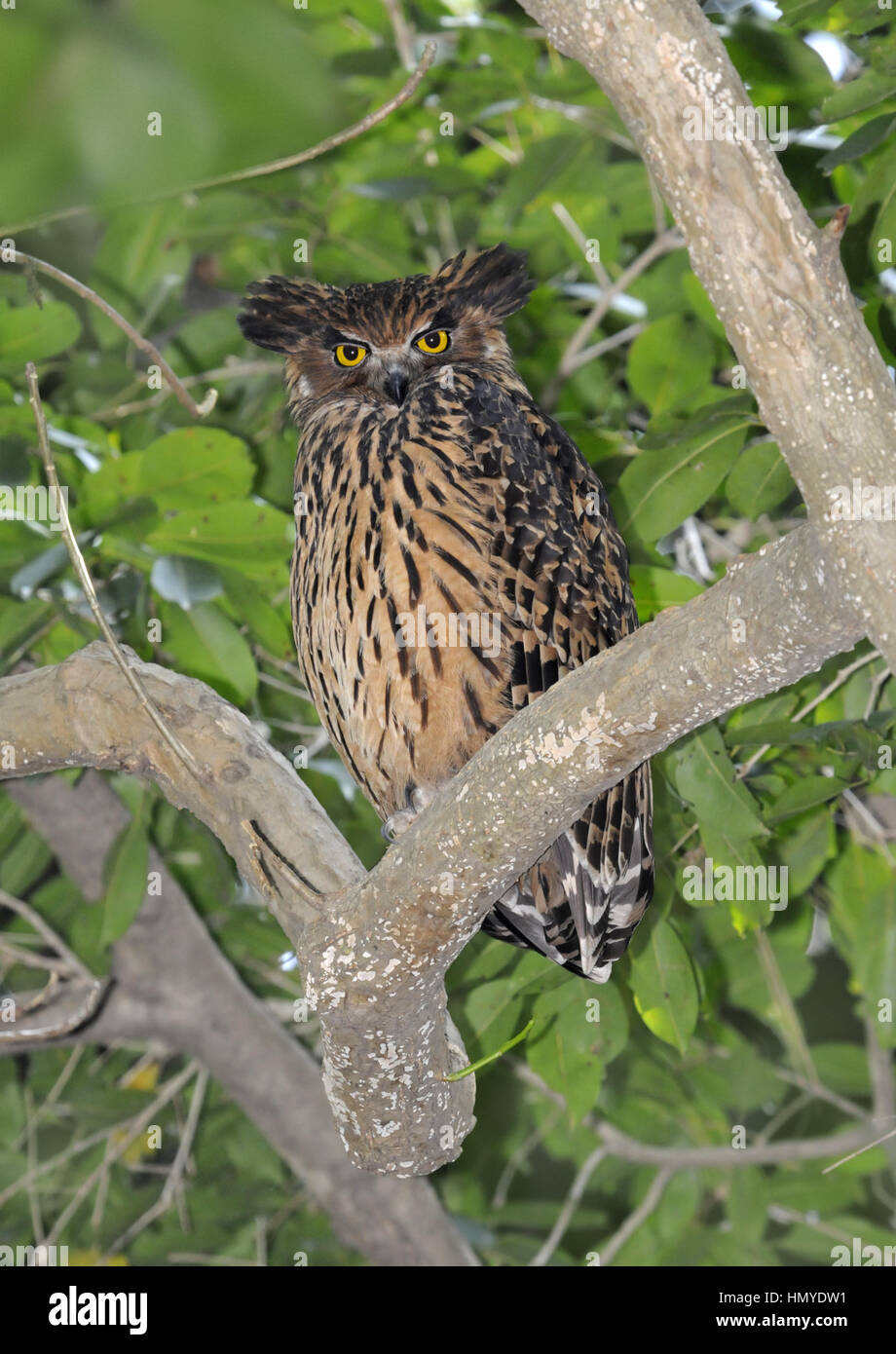 Tawny Fish-owl - Ketupa flavipes Stock Photo - Alamy