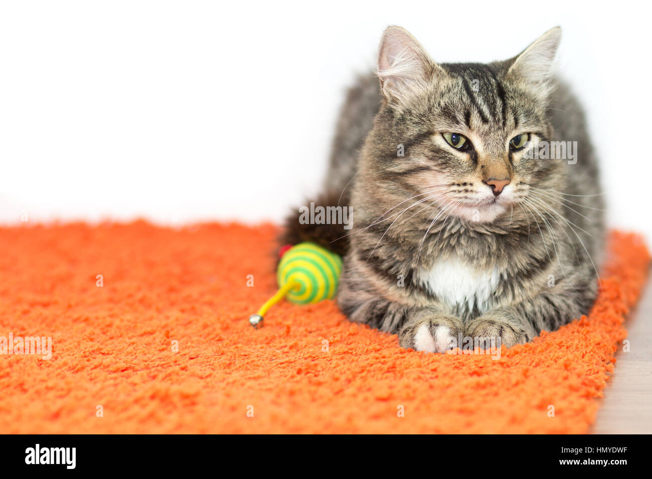 Animal with strabismus hi-res stock photography and images - Alamy