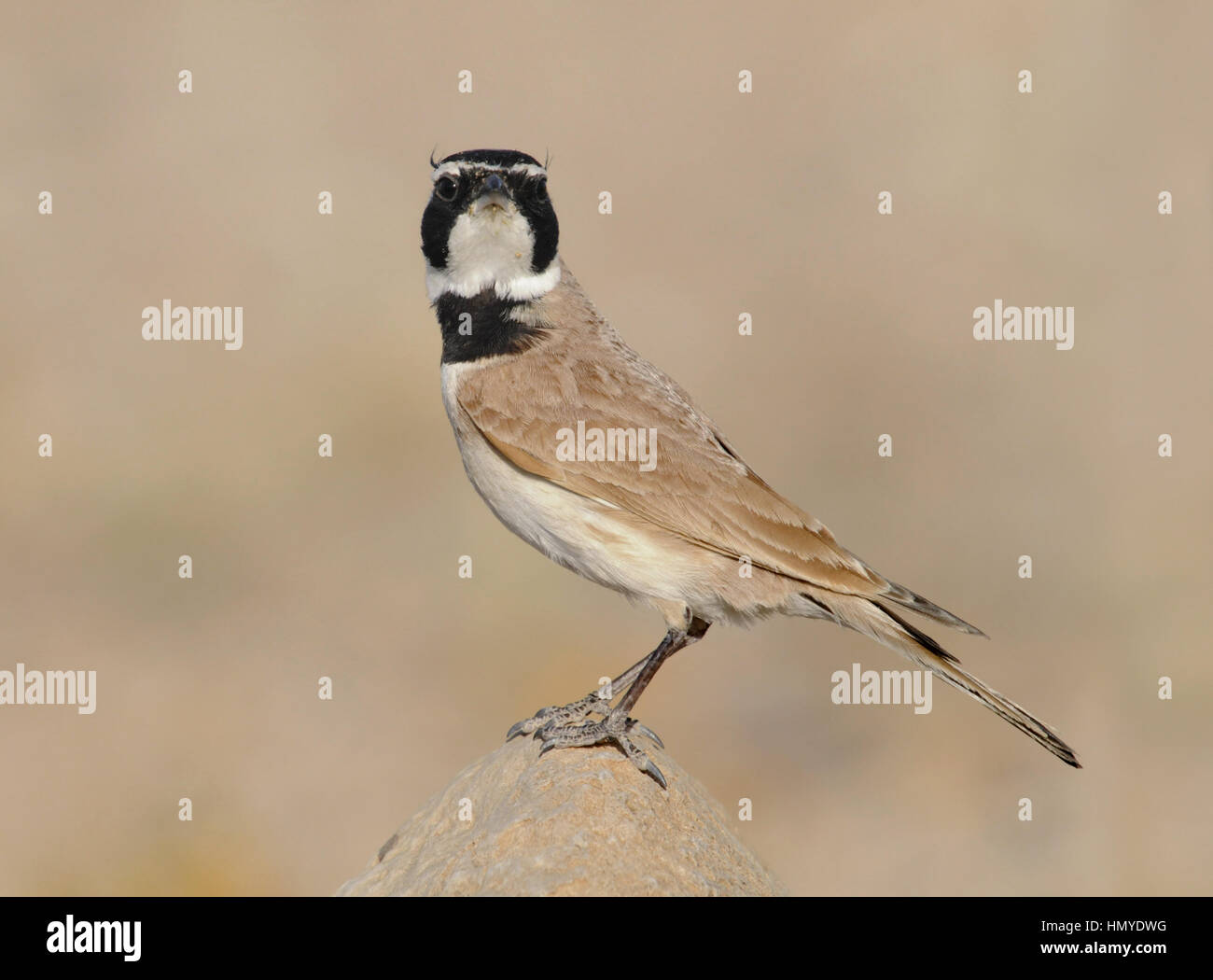 Eremophila hi-res stock photography and images - Alamy