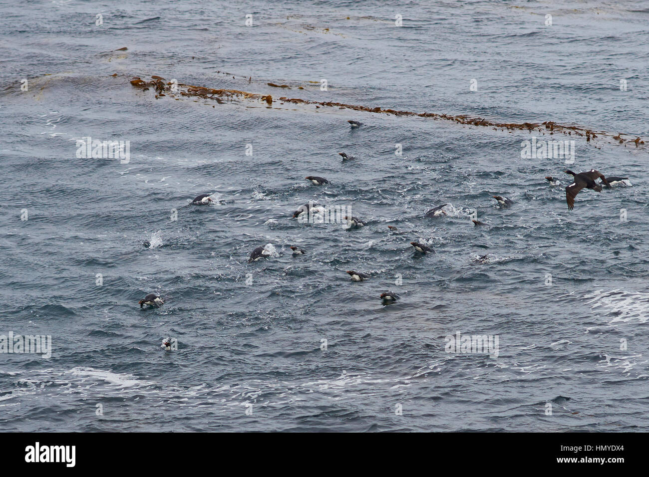 Rockhopper penguin swimming hi-res stock photography and images - Alamy