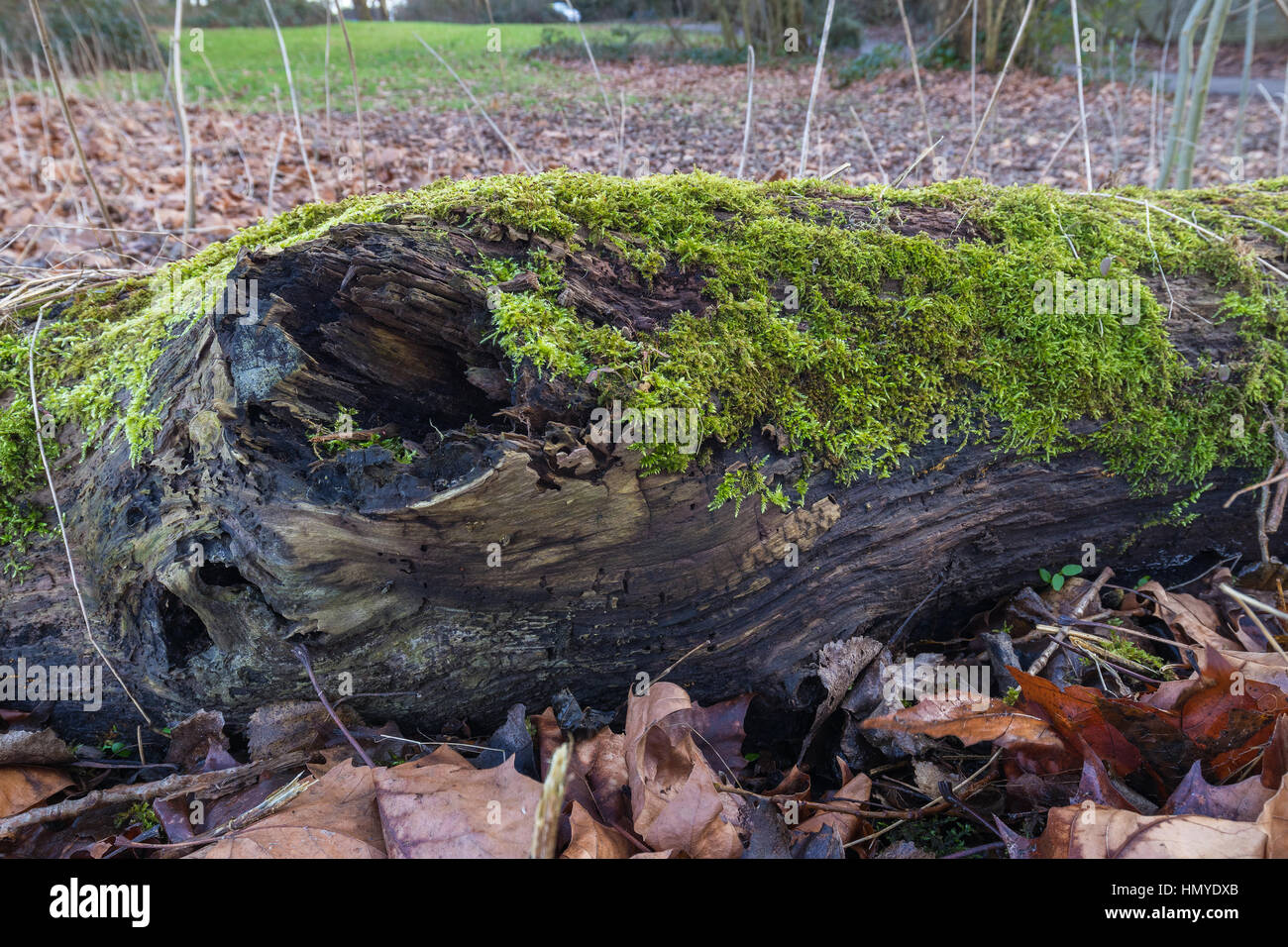 A fallen trunk of a tree rotten in the floor of a forest, covered in ...