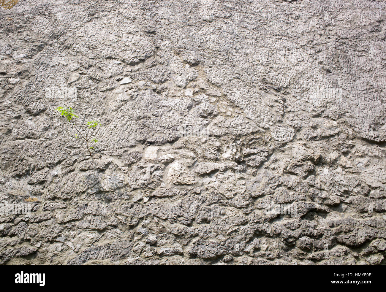Tree growing on exposed rock face in former limestone quarry, Tangshan ...
